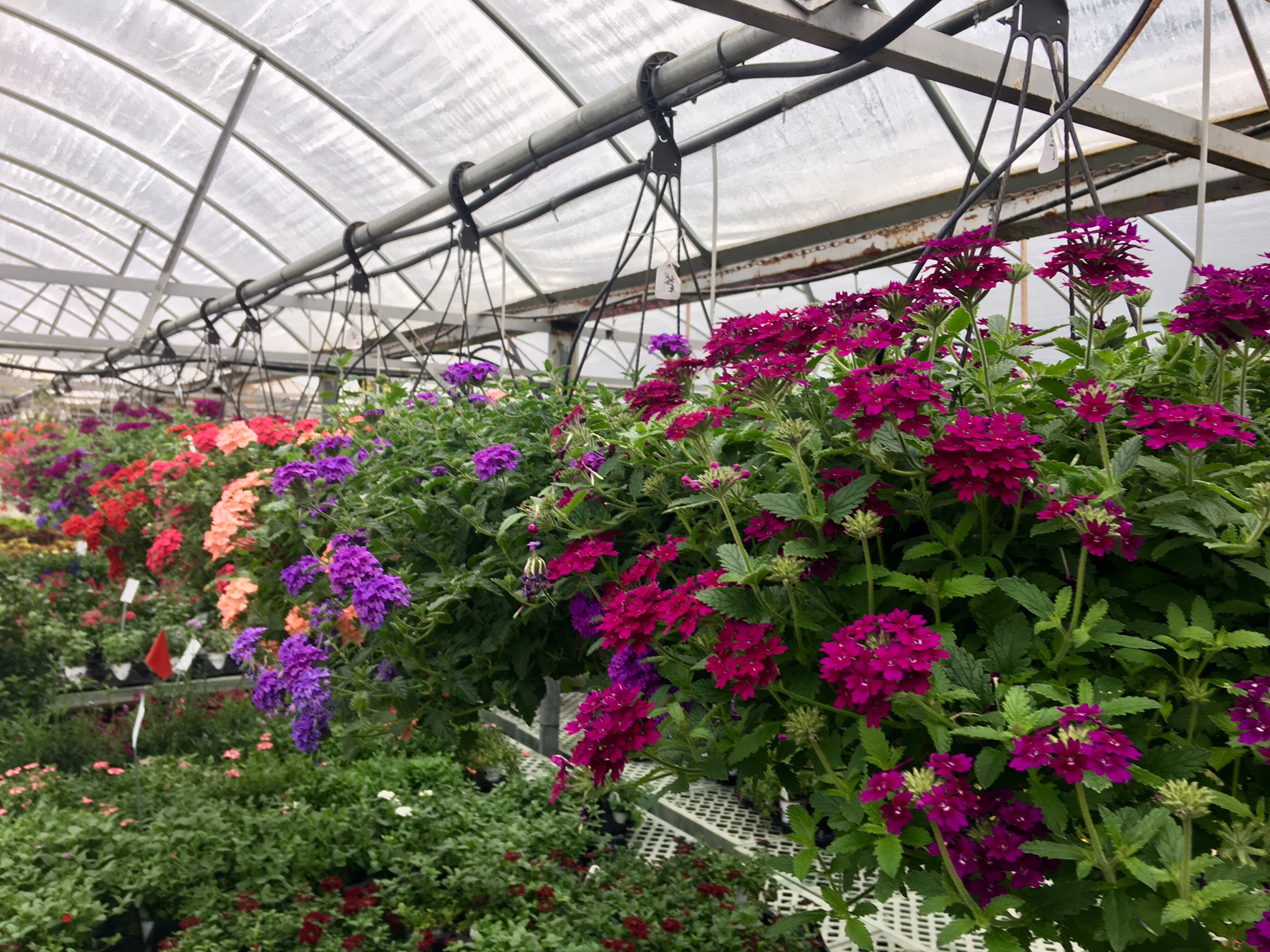 verbena baskets carleen – Iott's Greenhouse & Gardens